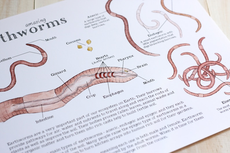 Earthworm Science Printable Educational Art 8.5 X 11 and | Etsy