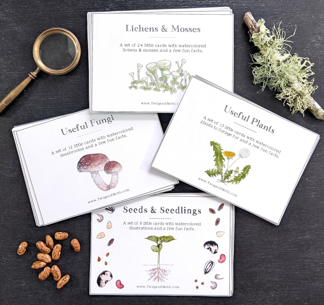 Flora Learnings Cards Bundle - 4 Sets - Botanical Flash Cards ...