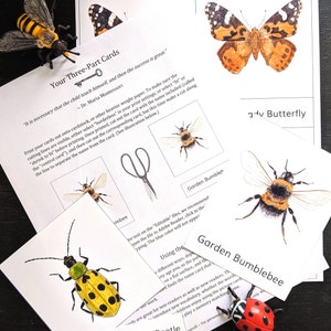 Three Part Cards - Bees, Butterflies, Moths and Beetles - Montessori ...