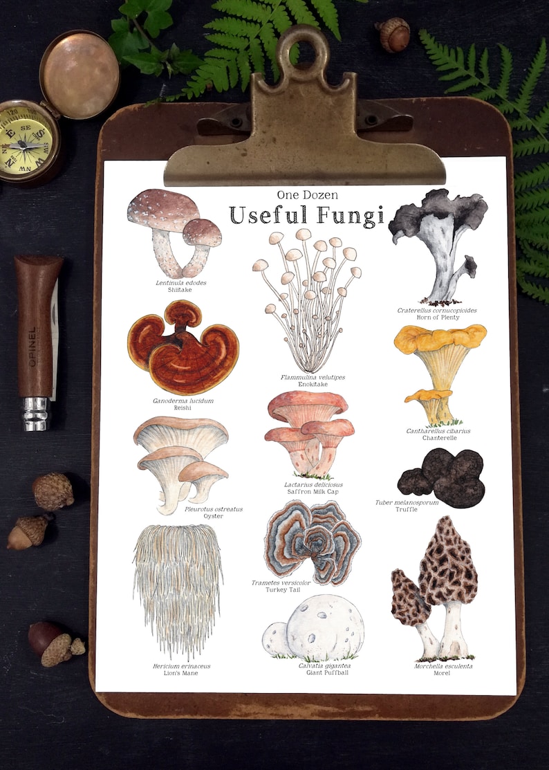 Useful Fungi Digital Bundle - Digital Print + Learning Cards ...