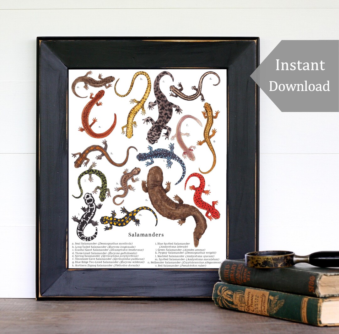 Salamanders - 8.5 X 11 and A4 Size - Digital, Charlotte Mason ...