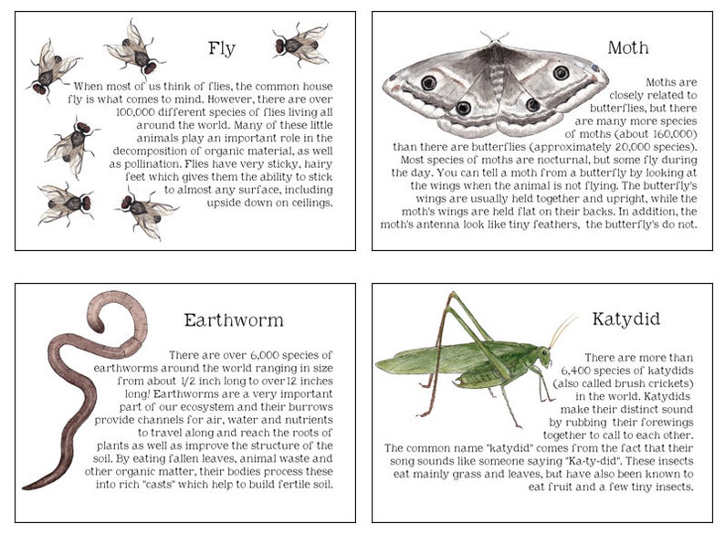 Minibeasts Assorted Invertebrates Learning Cards - Etsy