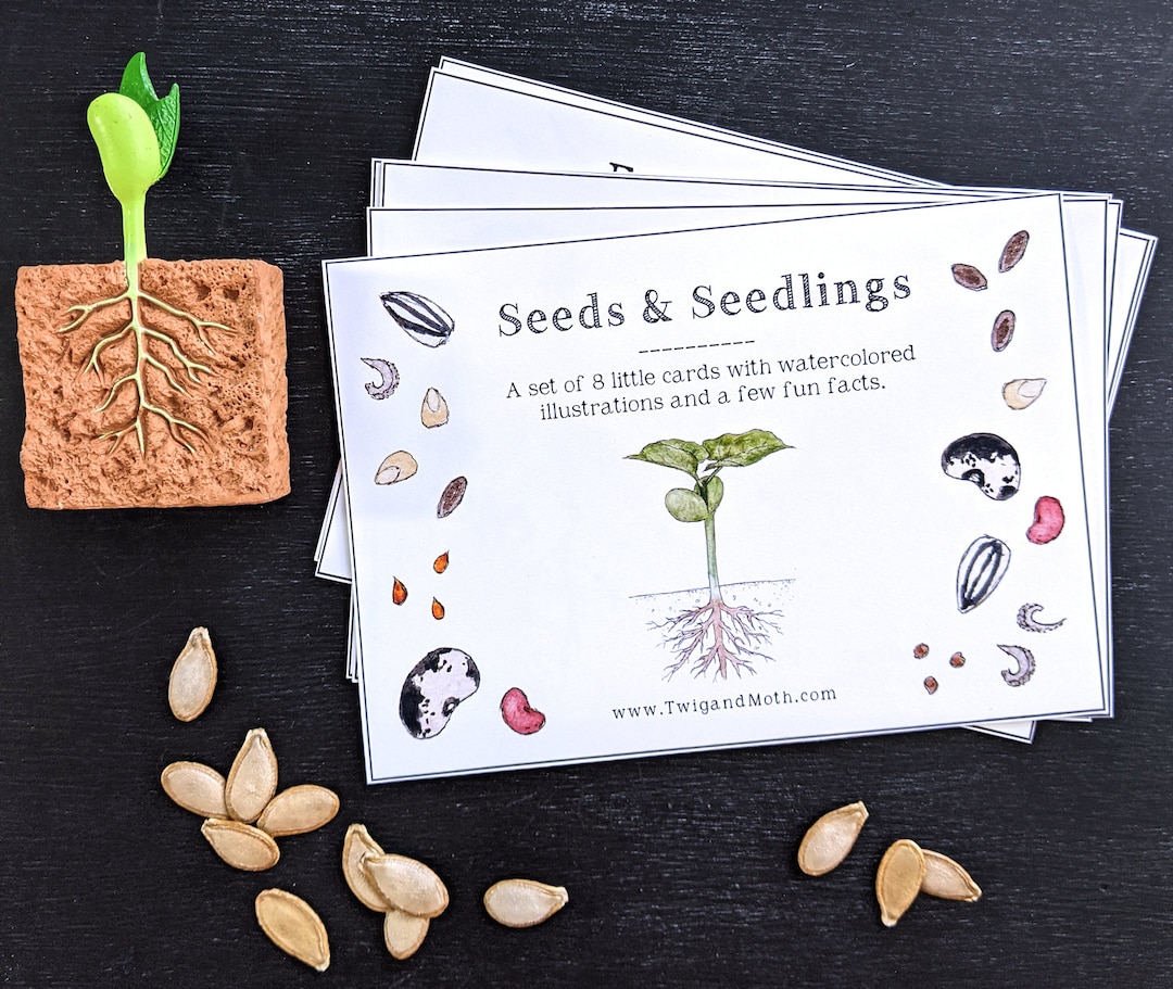 Seeds and Seedlings - Cards - Digital - Printable PDF, Montessori ...