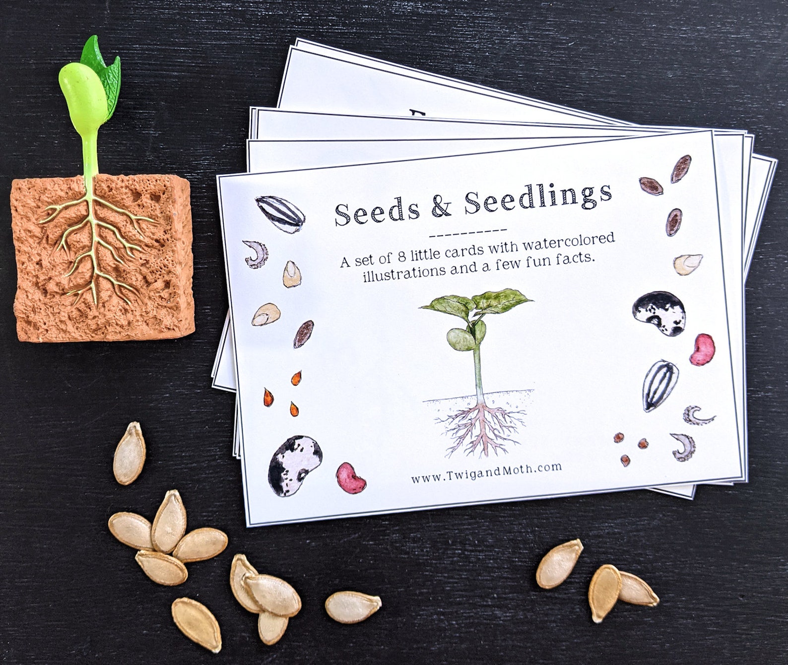 Seeds and Seedlings - Cards - Digital - Printable PDF, Montessori ...