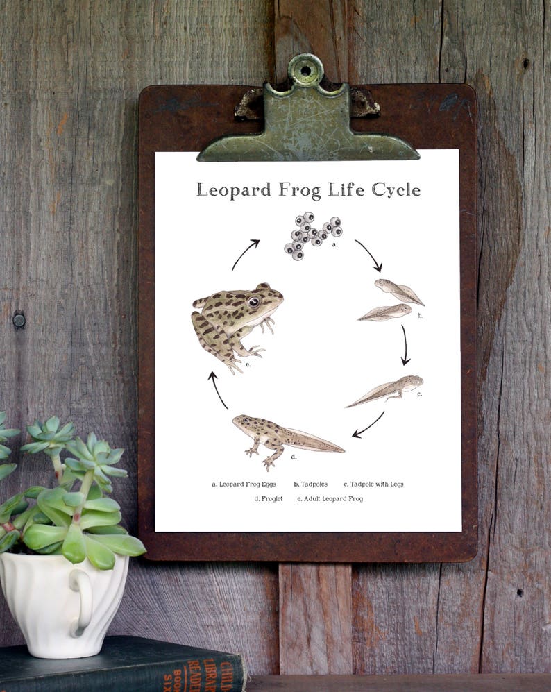 Leopard Frog Life Cycle, Educational Printable Art - A4 and 8x10 ...