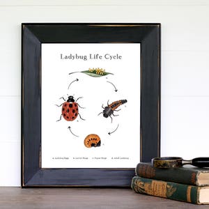 Ladybug Life Cycle, Educational Printable Art - A4 and 8x10 - Ladybird ...