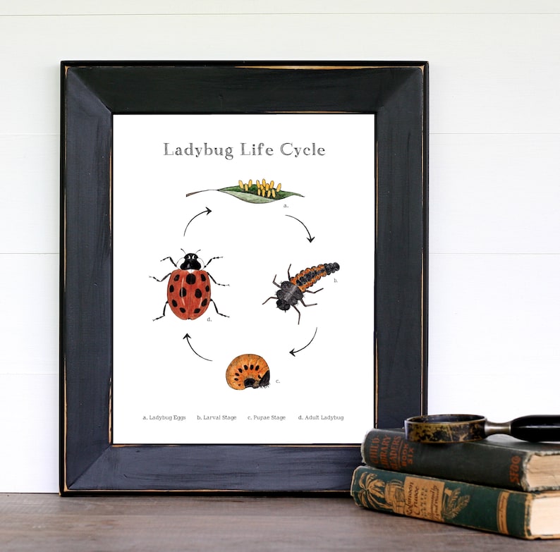 Ladybug Life Cycle, Educational Printable Art - A4 and 8x10 - Ladybird ...