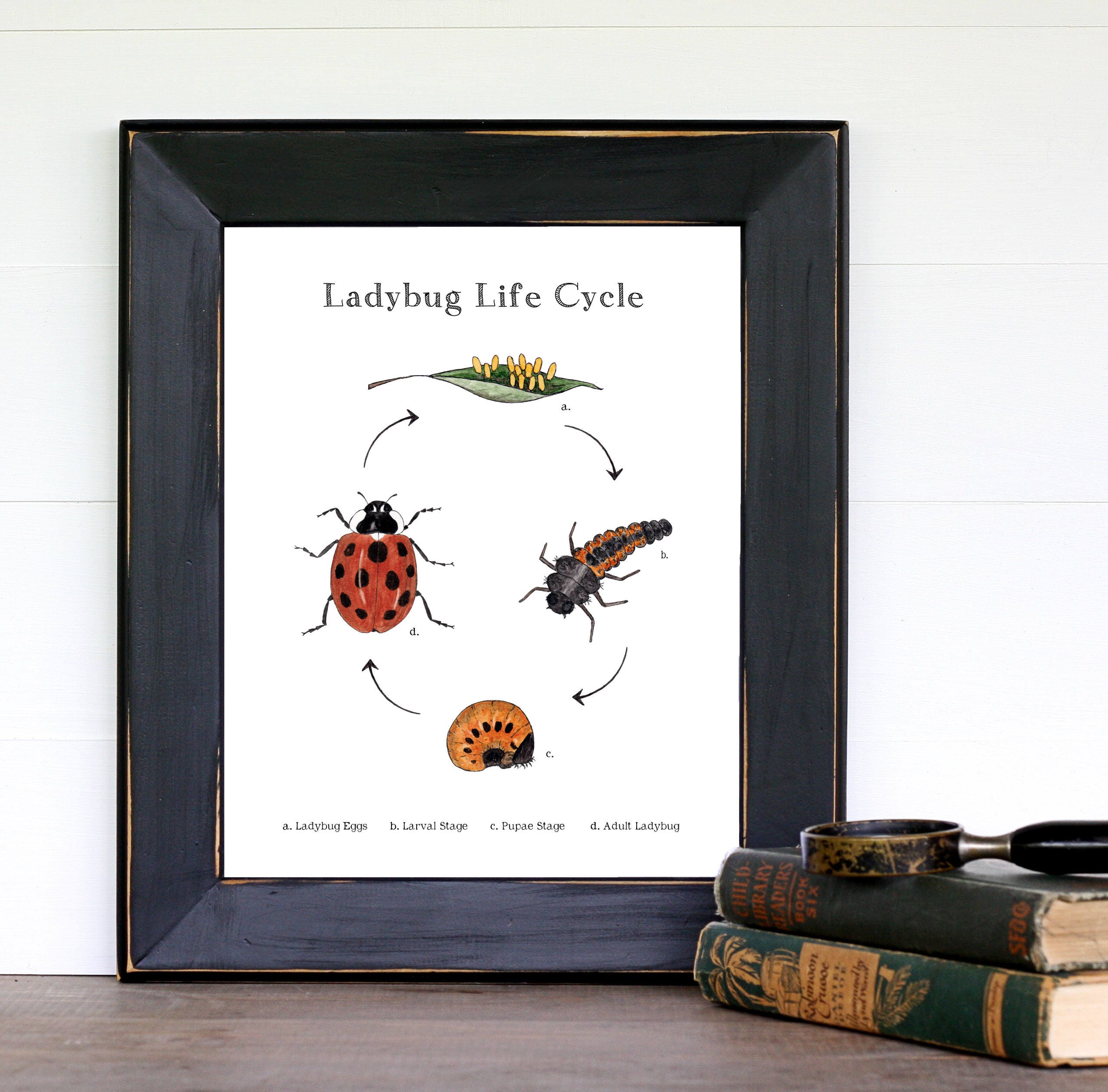 Ladybug Life Cycle Educational Printable Art A4 and 8x10 | Etsy