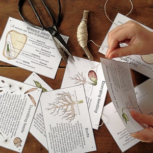 Seeds and Seedlings - Cards - Digital - Printable PDF, Montessori ...