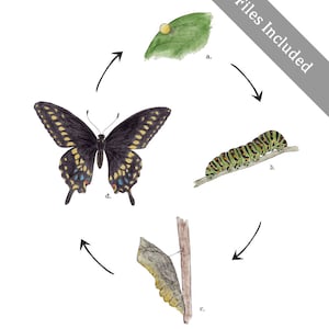 Swallowtail Life Cycle, Educational Printable Art - A4 and 8x10 ...