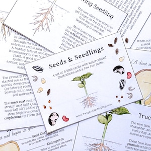Seed Bundle - Seed Envelopes & Tags + Gardening Notebook Cover With ...