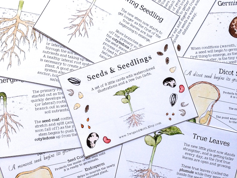 Seed Bundle - Seed Envelopes & Tags + Gardening Notebook Cover With ...