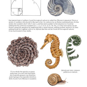 Patterns in Nature Math School Room Printable & Poster 12 x | Etsy
