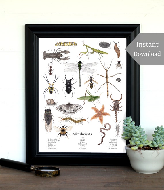 Minibeast Digital Print A4 and 8.5 X 11 Assorted - Etsy Australia