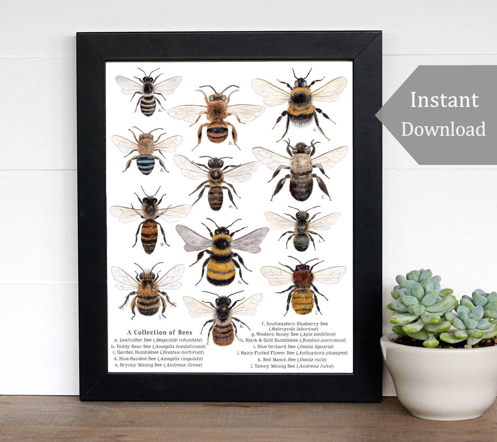 Educational Print Printable Nature Art A4 and 8 X 10 - Etsy