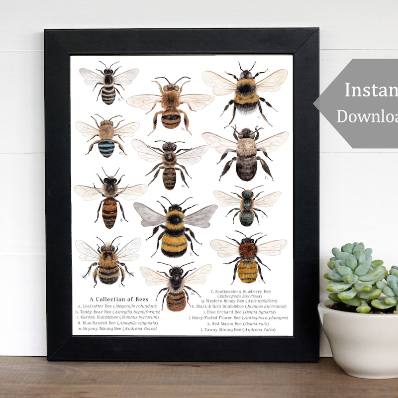 Scientific Bee Print - Etsy
