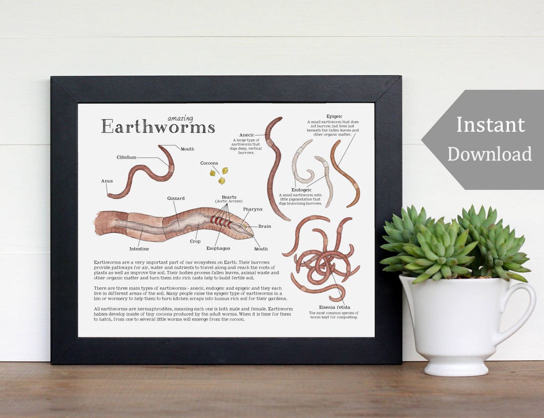 Earthworm Science Printable - Educational Art - 8.5 X 11 and A4 Sized ...