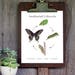 Swallowtail Life Cycle Educational Printable Art A4 and - Etsy