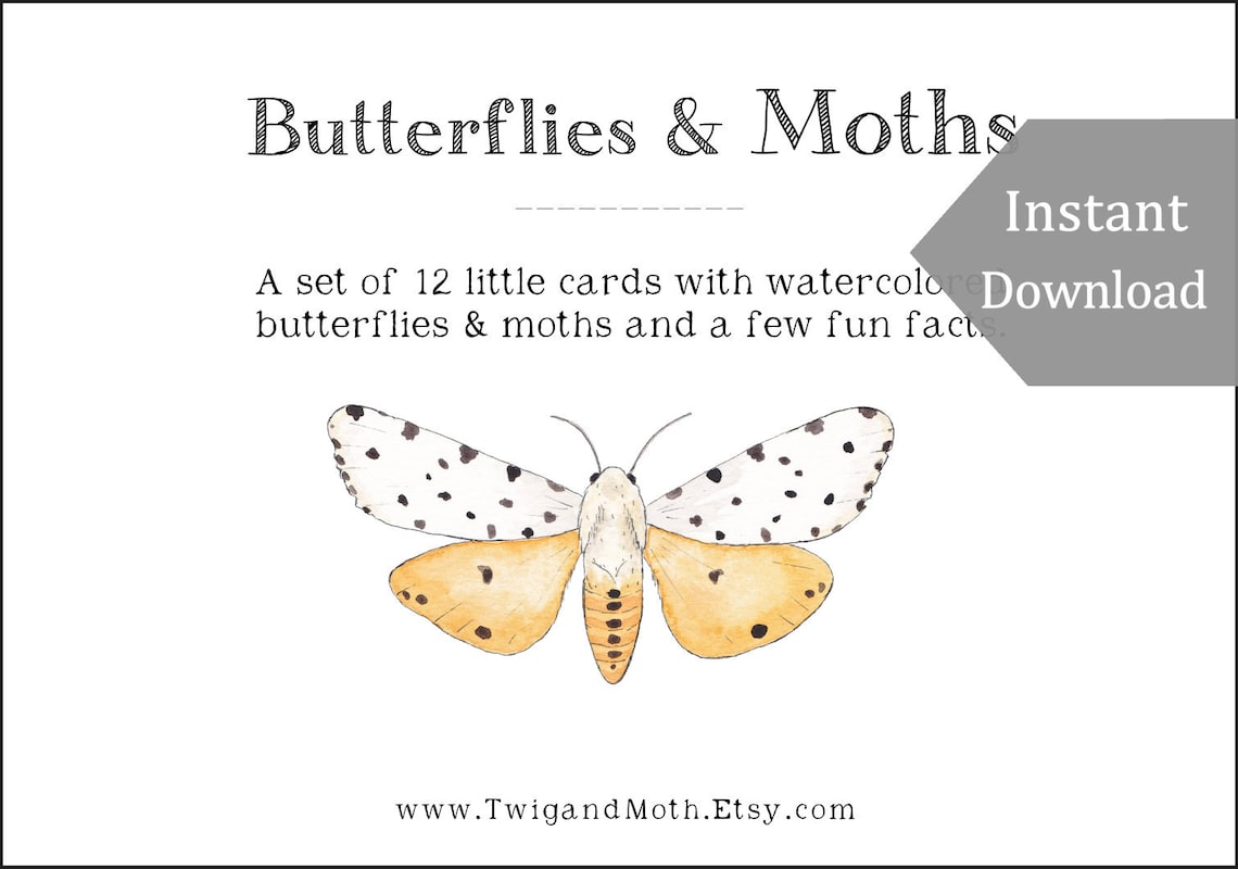 School Room Printable - Butterflies & Moths Learning Cards - Home ...