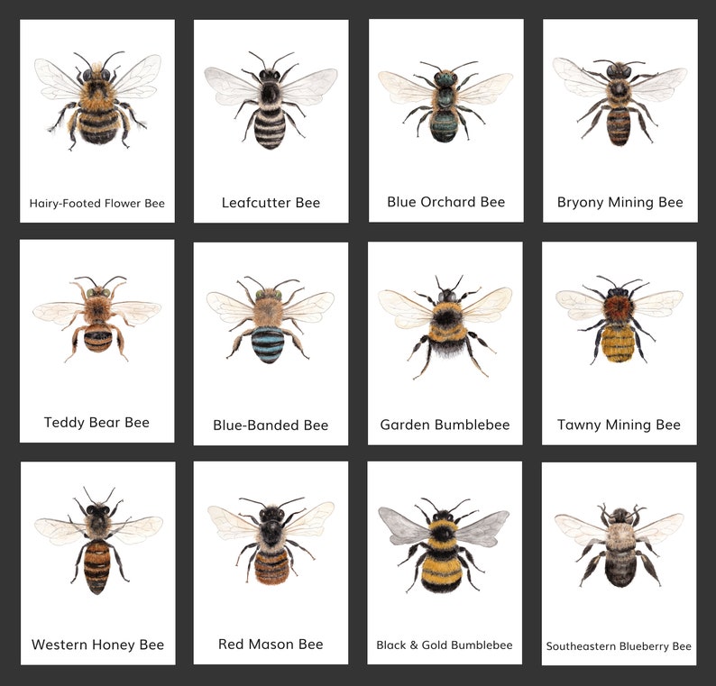 Three Part Cards Bees Butterflies Moths and Beetles | Etsy