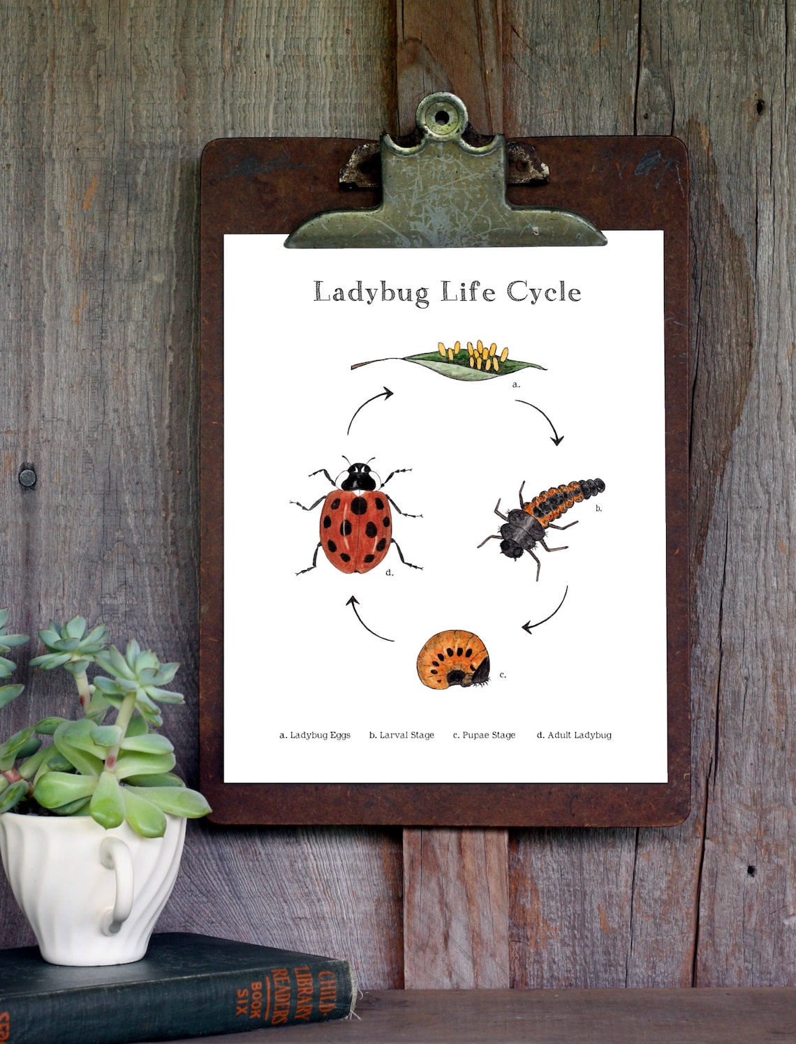 Ladybug Life Cycle Educational Printable Art A4 and 8x10 | Etsy