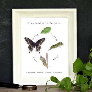 Swallowtail Life Cycle, Educational Printable Art - A4 and 8x10 ...