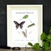 Swallowtail Life Cycle, Educational Printable Art - A4 and 8x10 ...