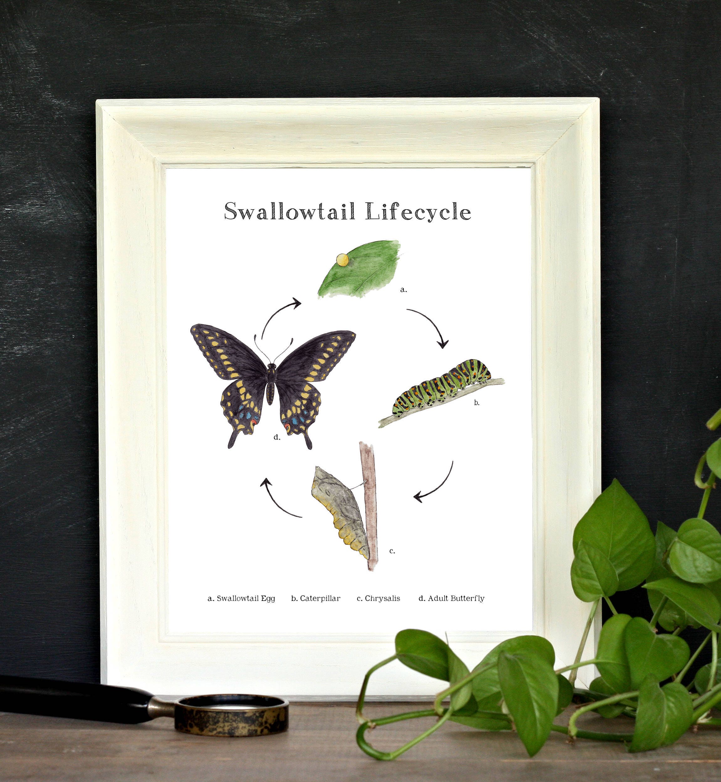 Swallowtail Life Cycle, Educational Printable Art - A4 and 8x10 ...