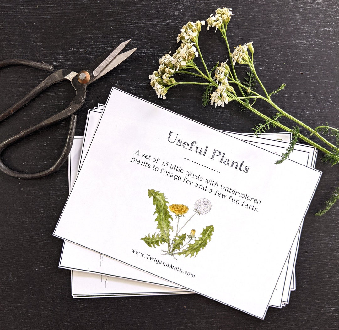 Useful Plants Learning Cards - Foraging, Homeschool, Nature Study ...