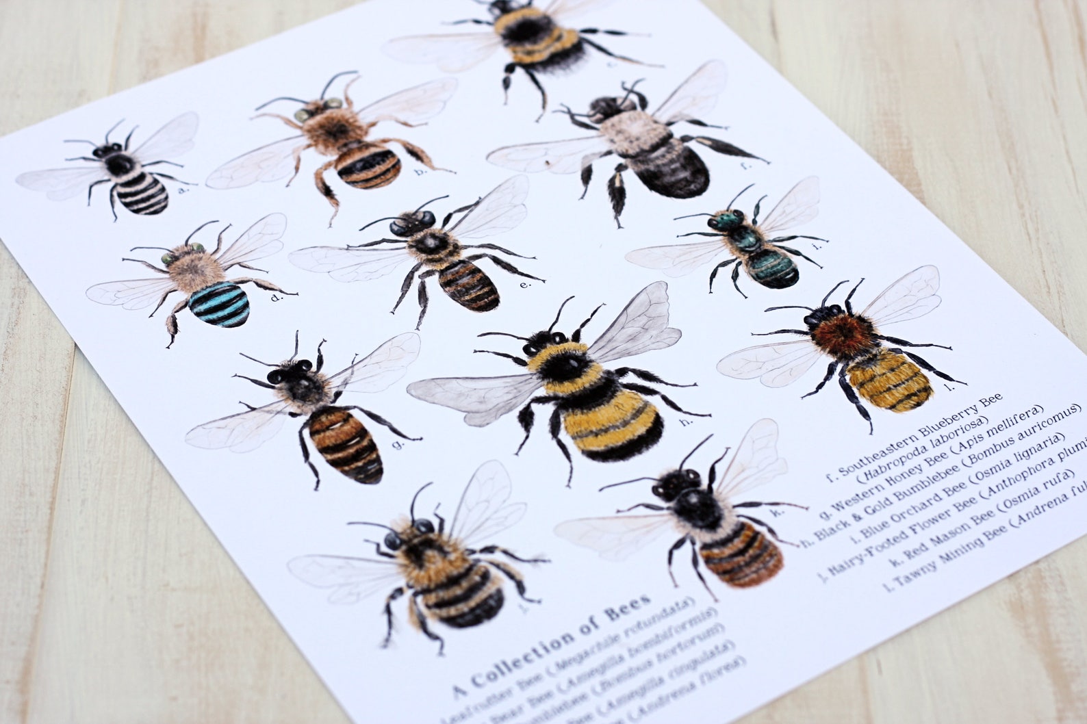 Educational Print Printable Nature Art A4 and 8 X 10 - Etsy