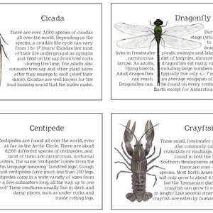 Minibeasts - Assorted Invertebrates Learning Cards - Montessori ...