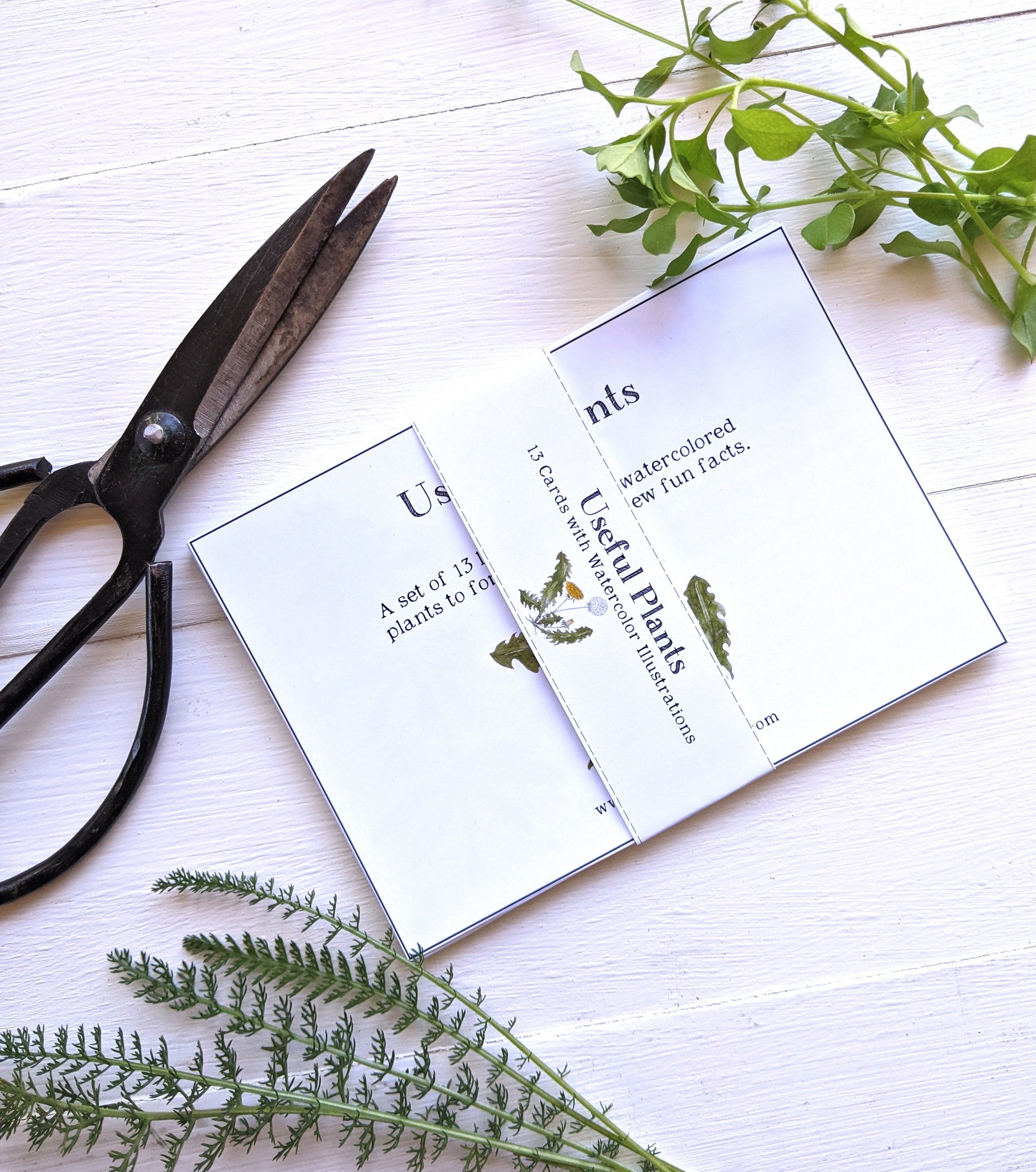 Useful Plants Digital Bundle - Digital Print + Learning Cards ...