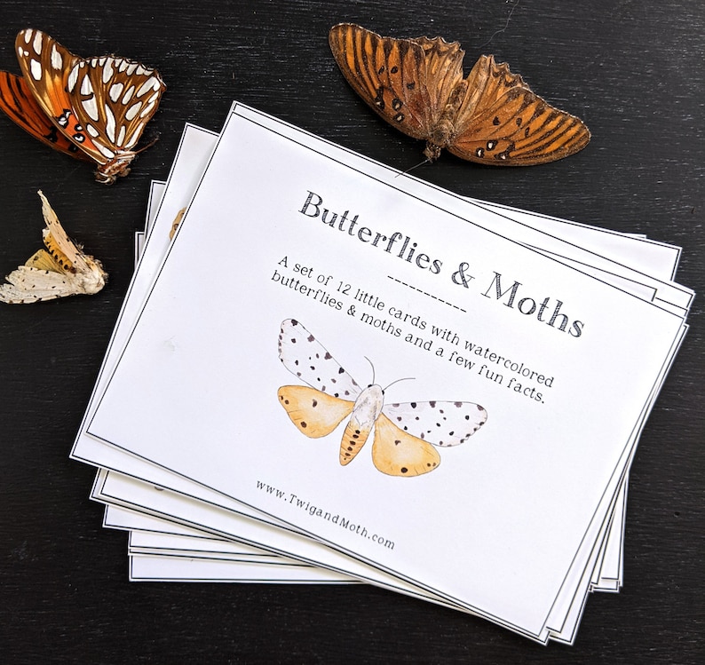 School Room Printable - Butterflies & Moths Learning Cards - Home ...