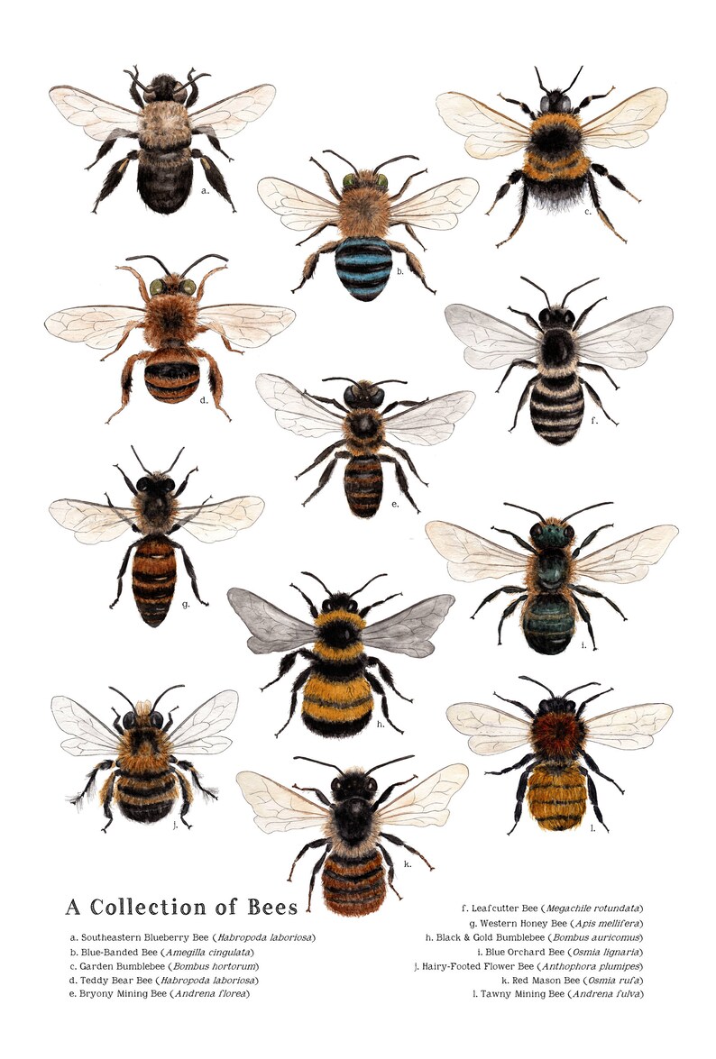 School Room Chart A Collection of Bees 12 x 18 Poster | Etsy