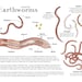 Earthworm Science Printable - Educational Art - 8.5 X 11 and A4 Sized ...