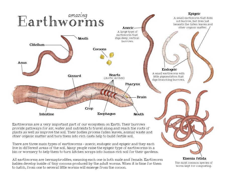 Earthworm Science Printable Educational Art 8.5 X 11 and | Etsy