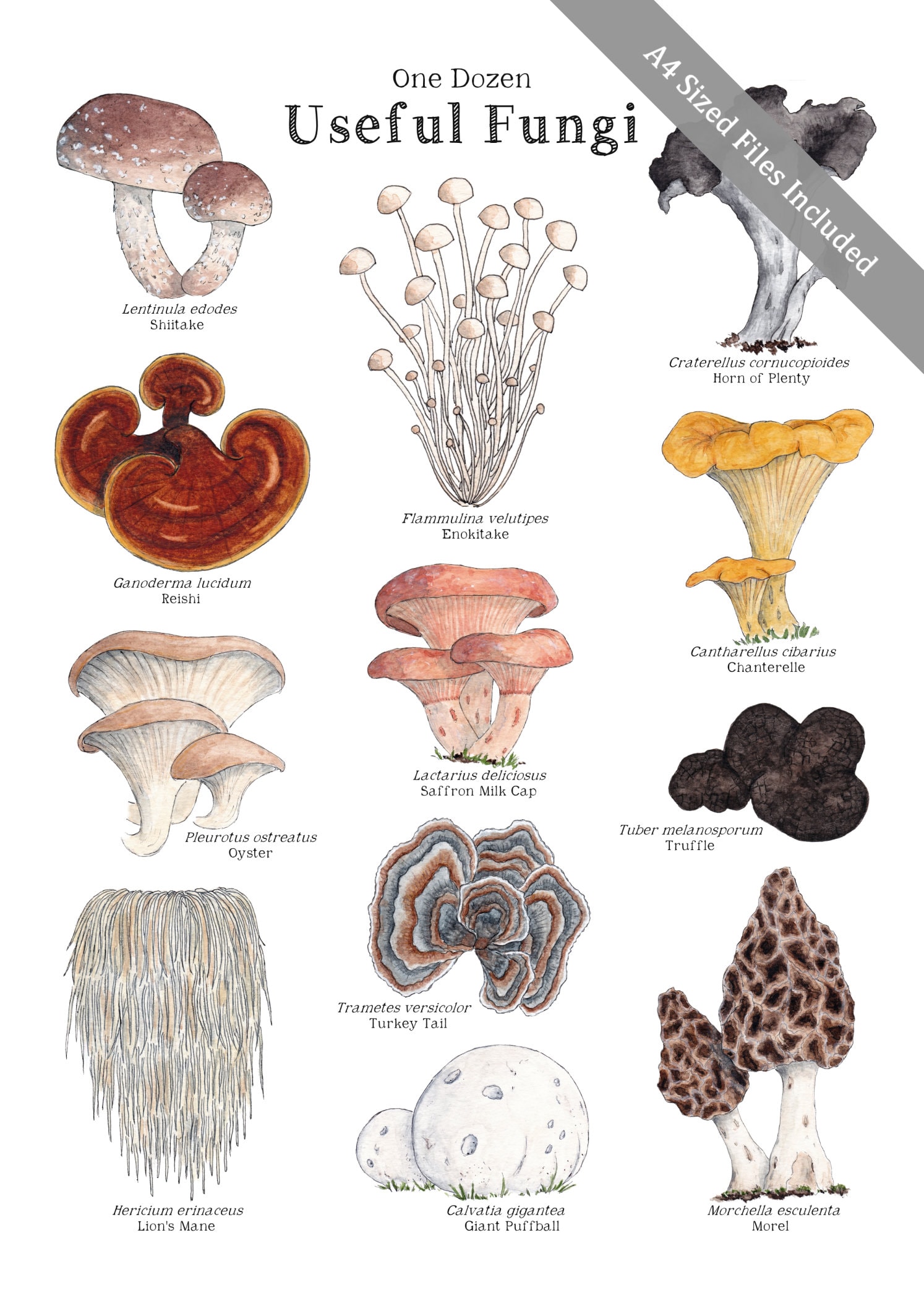 Useful Fungi Educational Art Print Mushrooms 8.5x11 and | Etsy