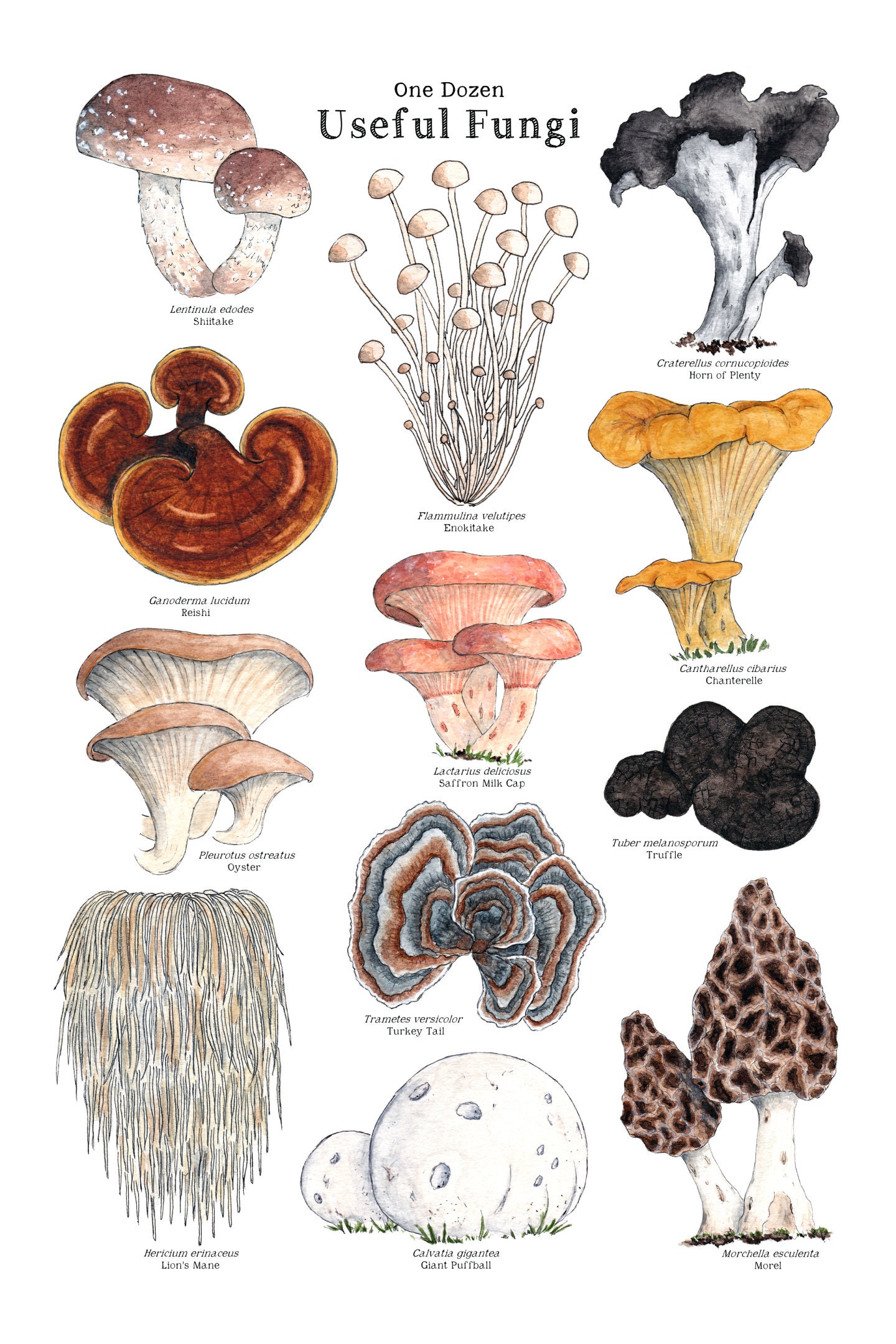 Useful Fungi 12 X 18 Poster Forest Woodlands Nature Study - Etsy