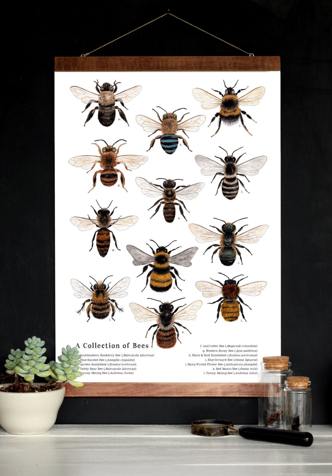 School Room Chart A Collection of Bees 12 X 18 Poster Native Bees ...