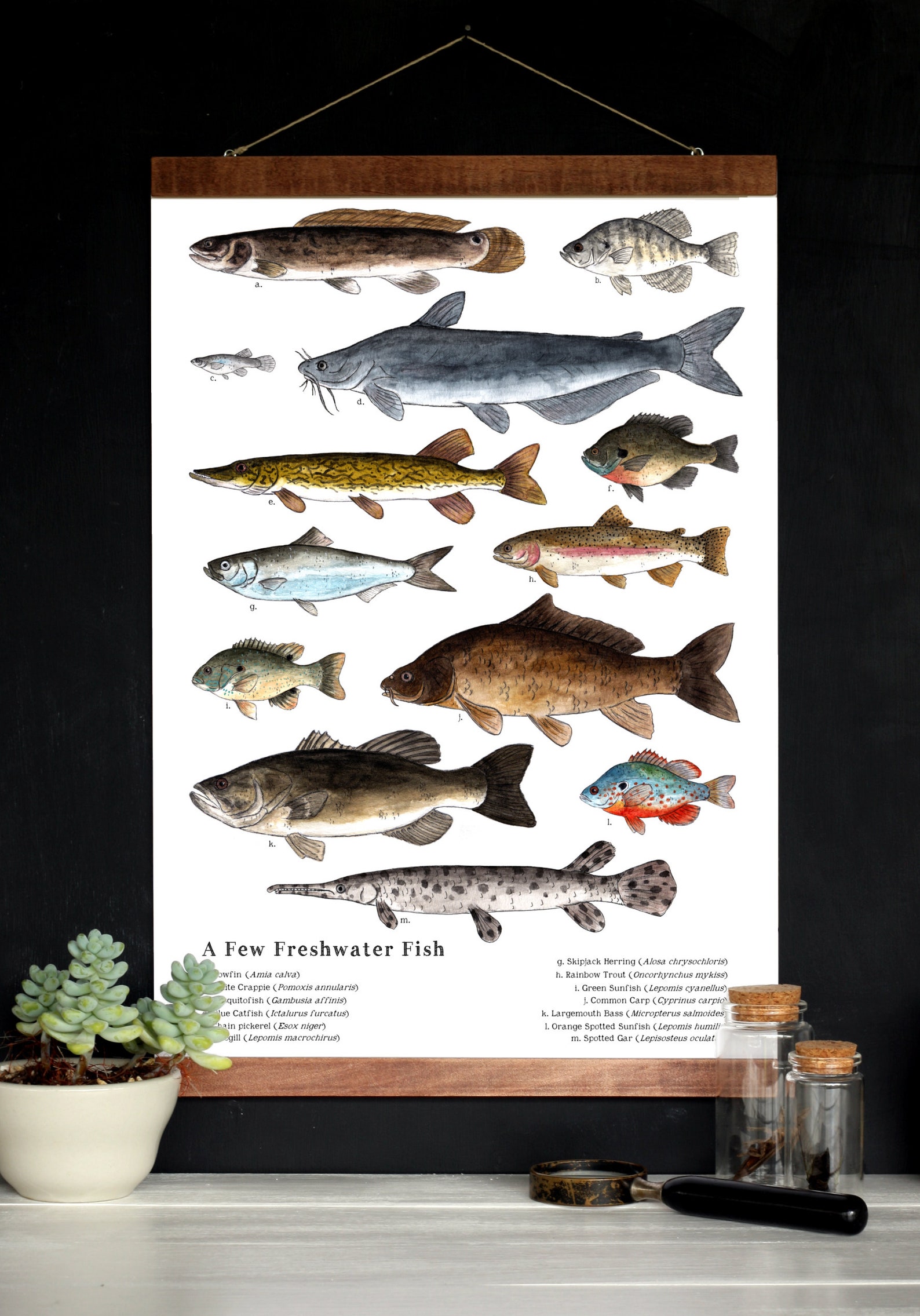 Nature Art Poster A Few Freshwater Fish 12 X 18 Poster - Etsy