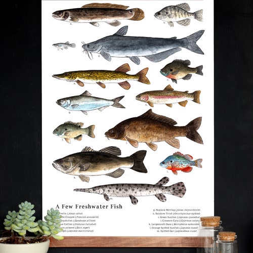 Nature Art Poster A Few Freshwater Fish 12 X 18 Poster - Etsy