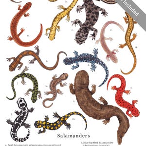 Salamanders - 8.5 X 11 and A4 Size - Digital, Charlotte Mason ...