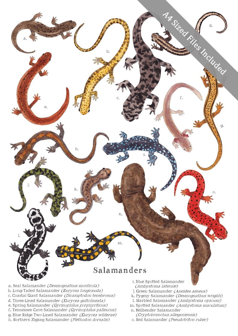 Salamanders - 8.5 X 11 and A4 Size - Digital, Charlotte Mason ...