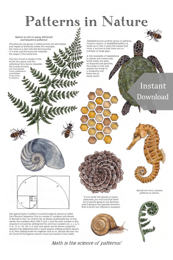 Patterns In Nature Math School Room Printable Poster 12 X Etsy