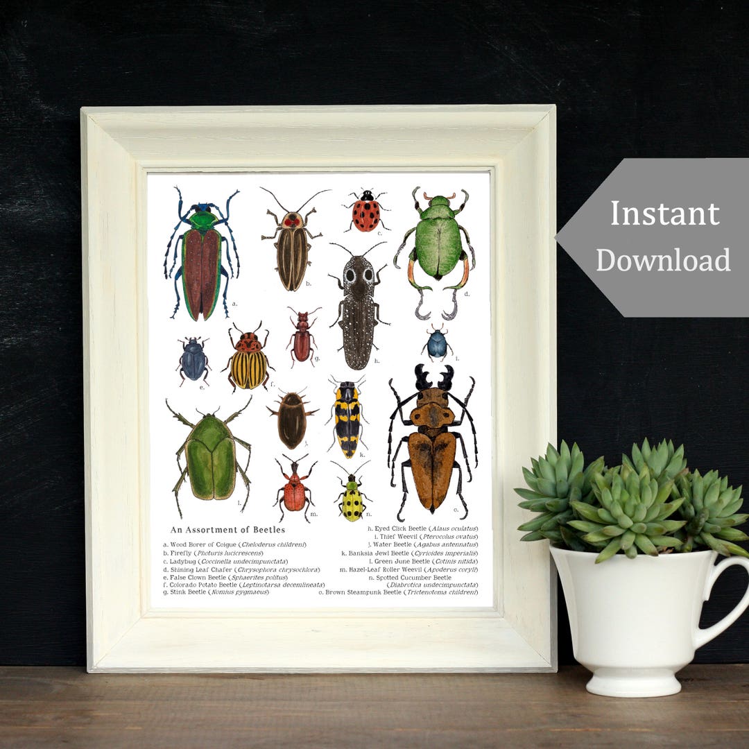 Printable Educational Art - A4 and 8 X 10 - an Assortment of Beetles ...