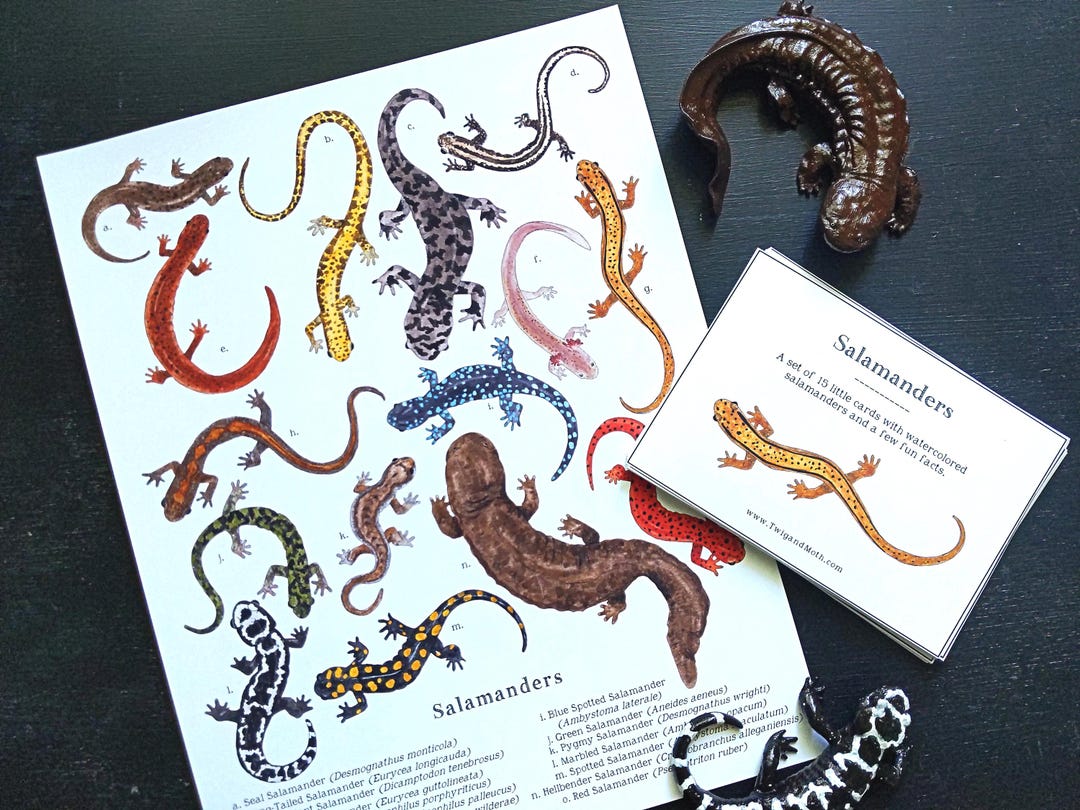Salamanders Digital Bundle - Digital Print + Learning Cards - Charlotte ...