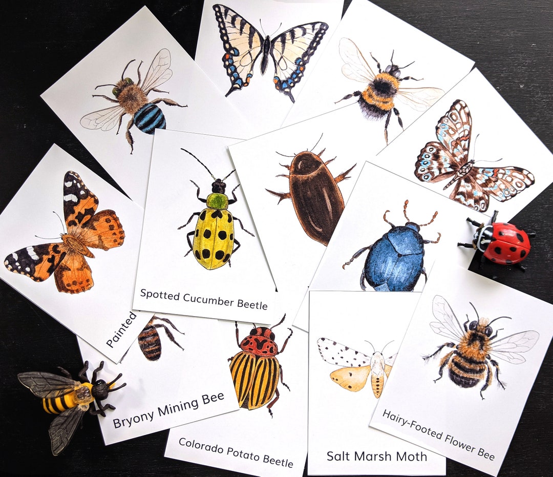 Three Part Cards - Bees, Butterflies, Moths and Beetles - Montessori ...