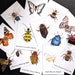 Three Part Cards Bees Butterflies Moths and Beetles | Etsy