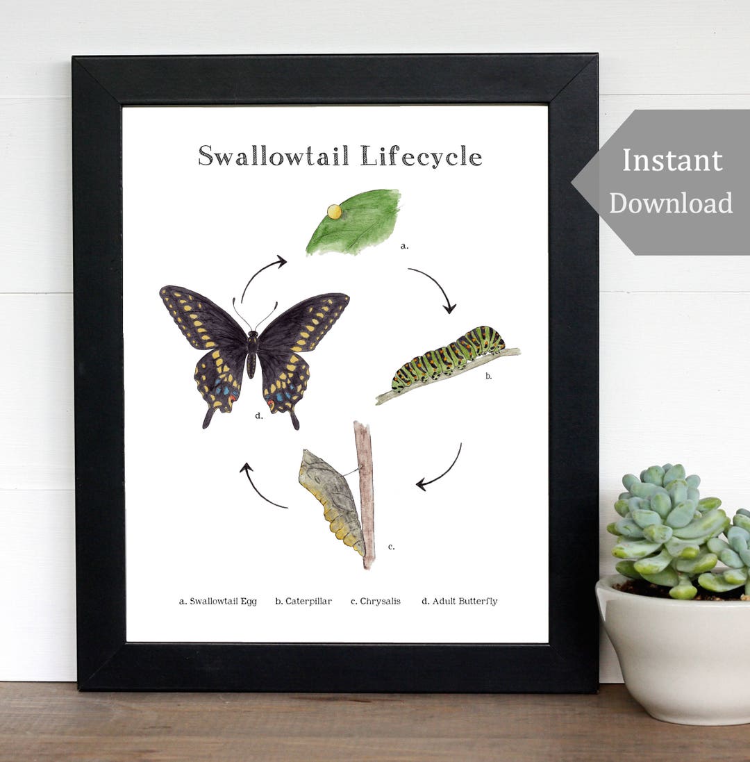 Swallowtail Life Cycle, Educational Printable Art - A4 and 8x10 ...