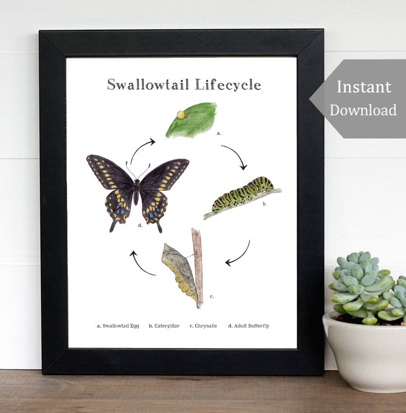 Swallowtail Life Cycle, Educational Printable Art - A4 and 8x10 ...